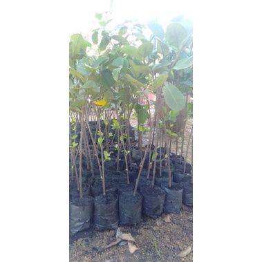 anak benih jambu batu xde biji (seedless) | Shopee Malaysia