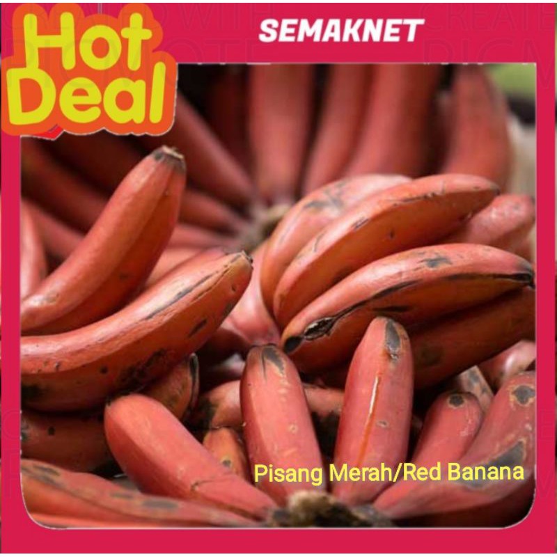 Anak Pokok Pisang Merah/Red banana Plant/Sulur Pokok Raja Udang - High ...