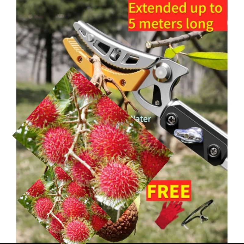 Gunting Rambutan Premium Quality/Rambutan Pruner/Rambutan Picker Pruner ...