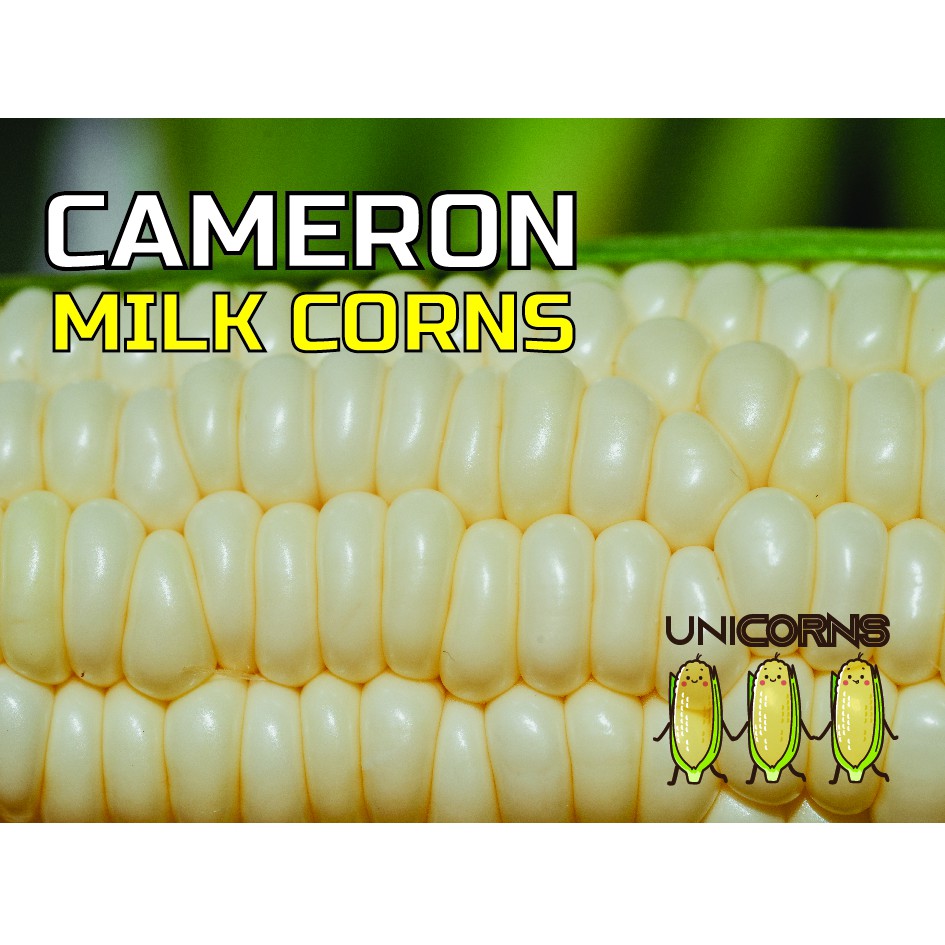 AA Fresh Big Cameron Milk Corns 新鲜AA级金马伦奶油玉米 12pcs | Shopee Malaysia