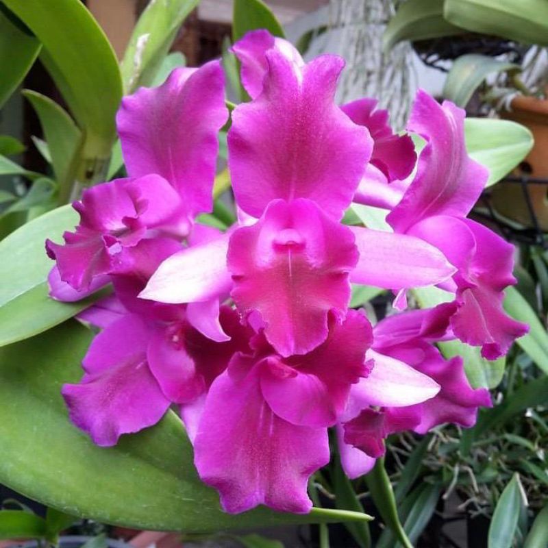 (POKOK MATANG) ORCHID CATTLEYA THAI REAL LIVE PLANT HYBRID WANGI (POKOK ...