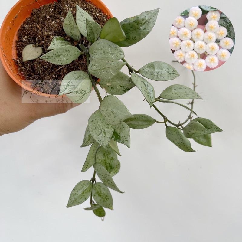 🌱 Hoya🌱 Hoya cembra🌱毬兰🌱 hoya compacto 🌱 Hoya krohniana eskimo 🌱 Hoya ...