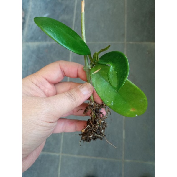 Hoya Meliflua (fragrance blooms) | Shopee Malaysia