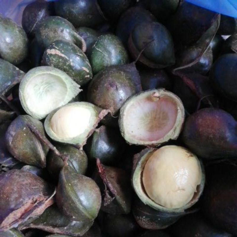 jering muda / Jering ulam 1 kg | Shopee Malaysia