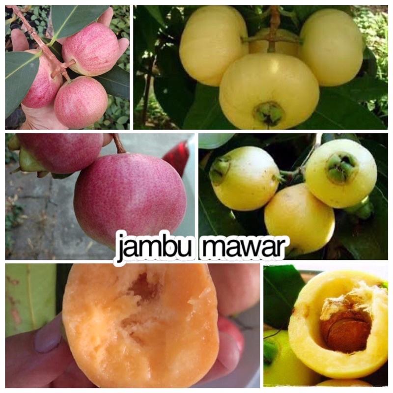 Anak pokok jambu mawar buah biasa warna kuning dan pink, pokok tut ...