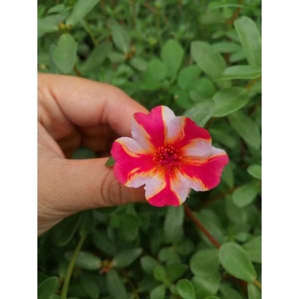 keratan pokok bunga 10 (mix warna) | Shopee Malaysia