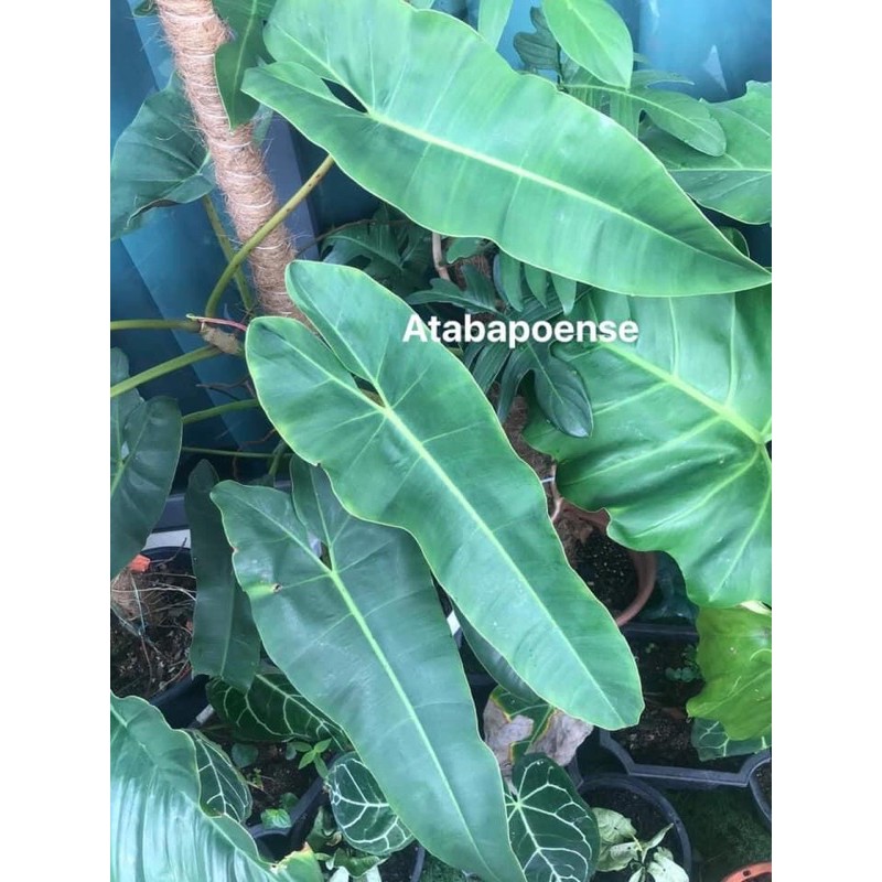 philodendron atabapoense ataba cutting plant real plant big size indoor ...