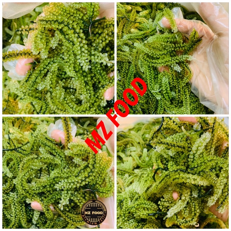 LATOK FRESH 1 KG & 2 SOUCE | Shopee Malaysia