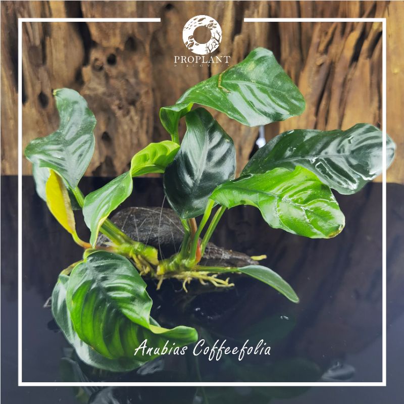🔥Anubias Coffeefolia - Wood🔥 - Low Tech Plant / Aquarium / Aquascape ...