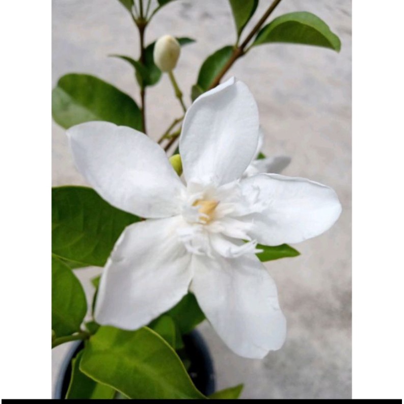 Pokok Bunga Thai Jasmine, Pokok Bunga Jasmin Siam, White Flower, Arctic ...