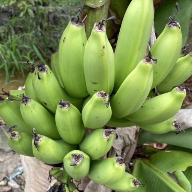 Baja Pisang Untuk 100pokok kecil atau 30pokok besar PACK 1500gram 🍌🍌🍌🍌🍌 ...
