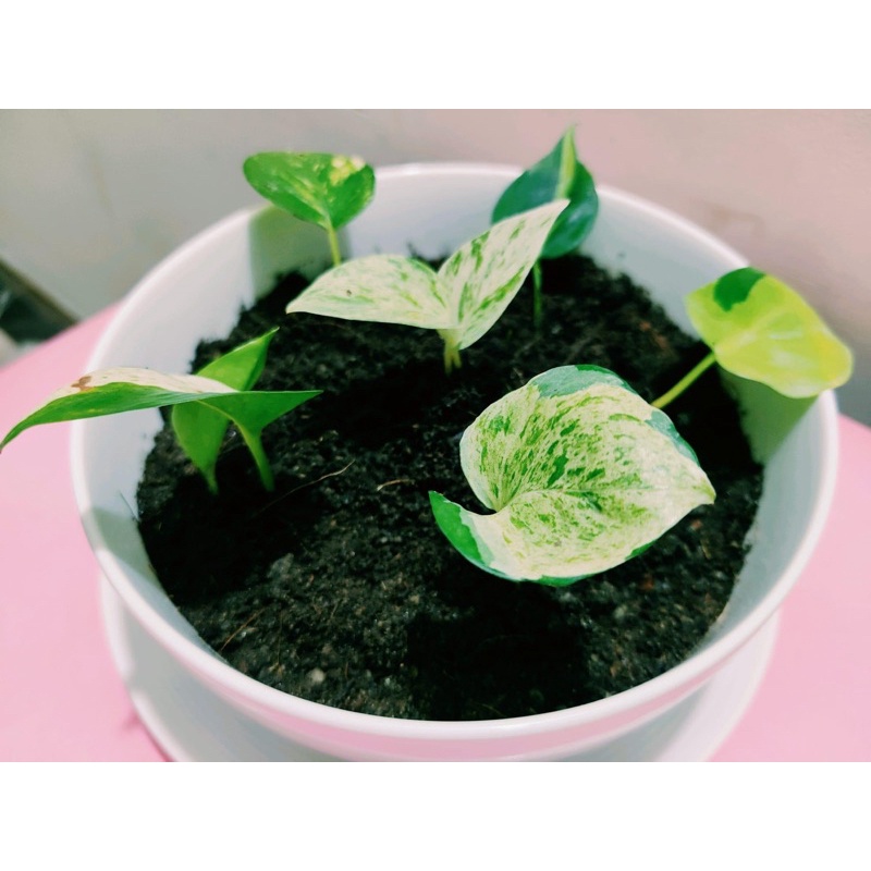 GOLDEN POTHOS / HARLEY QUEEN PHOTOS / PHILODENDRON BRAZIL / SNOW QUEEN ...