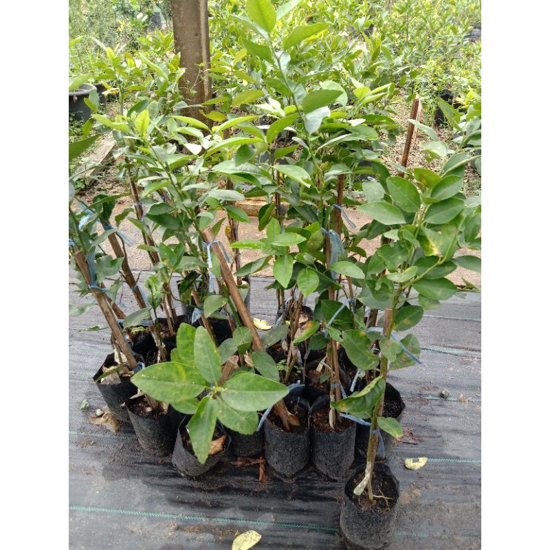 LIMAU NIPIS SEGUGUS REAL LIVE PLANT | Shopee Malaysia