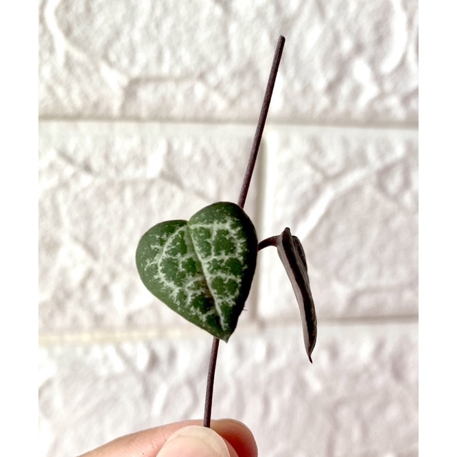 String Of Heartsvarigated Cutting Shopee Malaysia