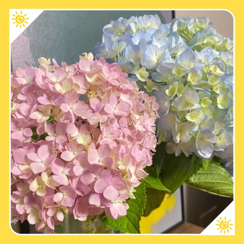 Farm-to-Home*】Fresh Hydrangea Flower -1 stalks *Direct from Cameron ...