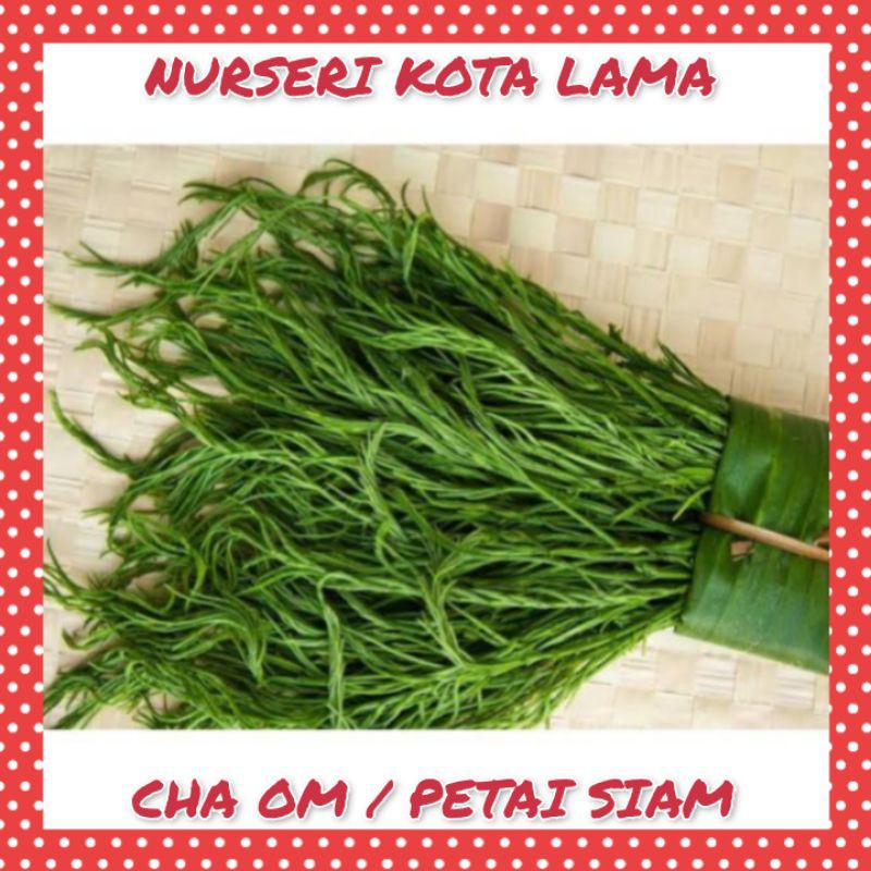 🔥ULAM🔥 POKOK CHA OM / Petai Siam / Petai Duri / Climbing Wattle Tree ...