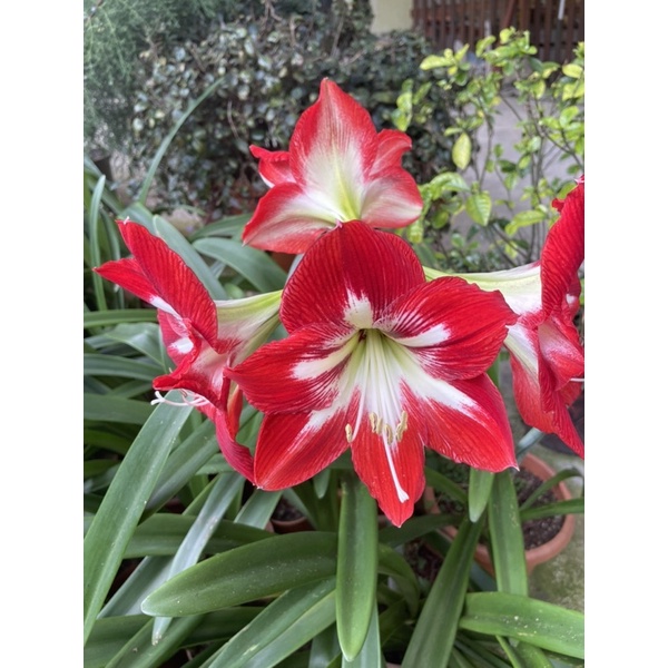朱顶红 孤庭花 球根 大球不带盆 Hippeastrum rutilum just bulb | Shopee Malaysia