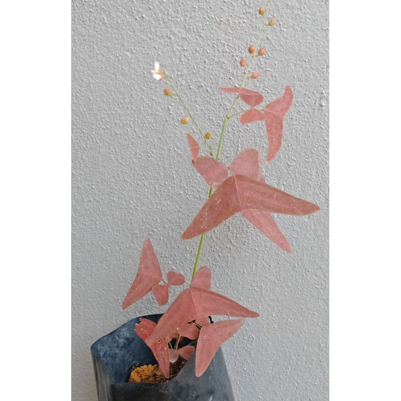 Pokok rerama merah (Christia vespertilionis) | Shopee Malaysia