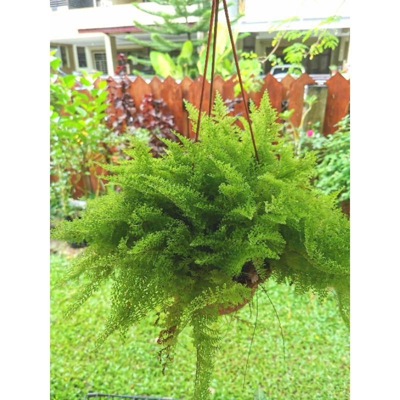 Fern Nephrolepis exaltata - Marisa | Shopee Malaysia
