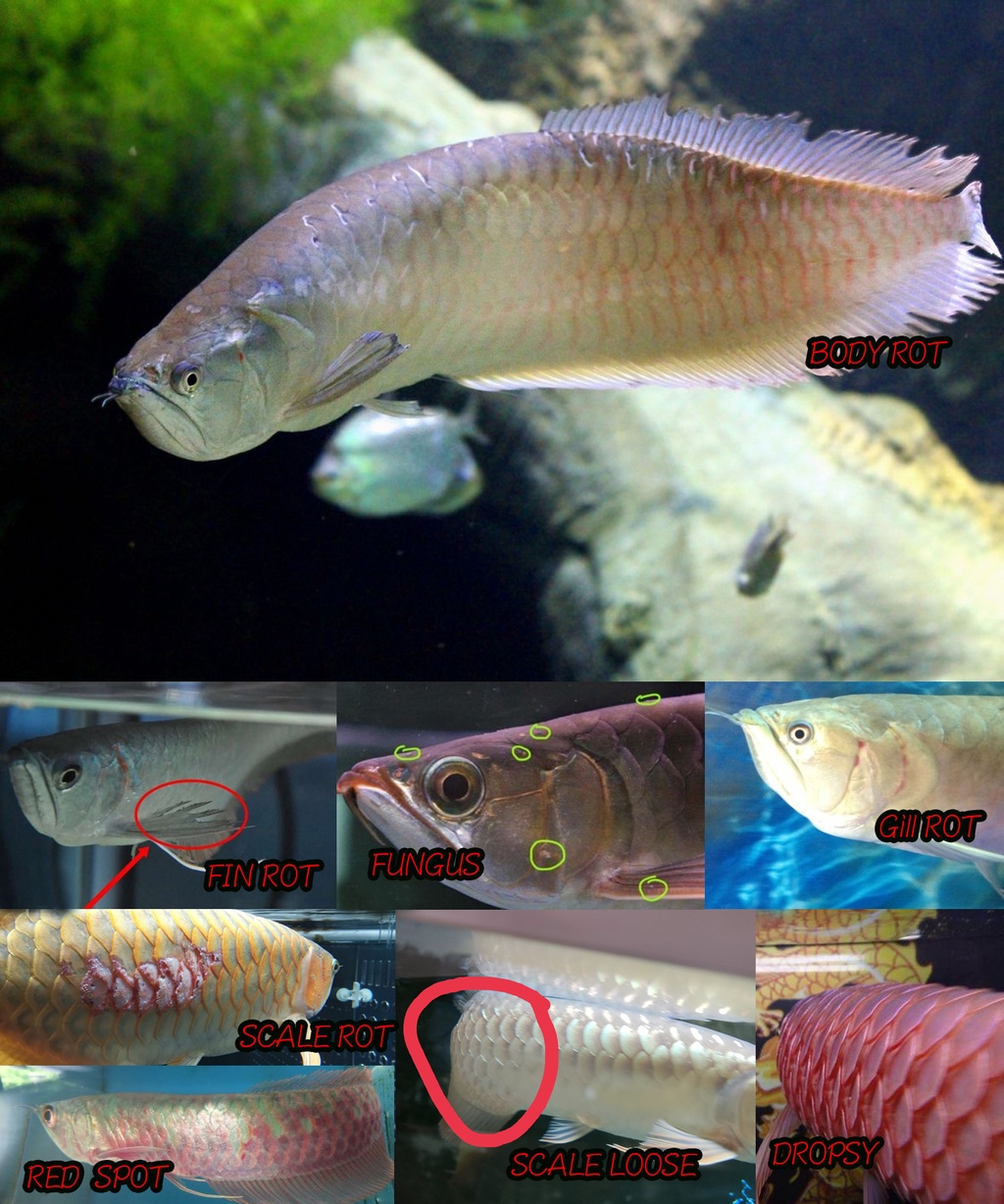 PA Sil Life Arowana aquarium Ikan kelisa goldfish lobster Dropsy Velvet ...