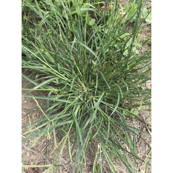 🔥💯Pokok Rumput Sambau-Eleusine indica,🔥 8 pokok RM8👉rawat kurap dll🔥 ...
