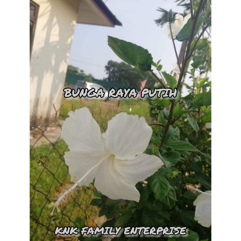 POKOK BUNGA RAYA PUTIH, POKOK BUNGA PURPLE | Shopee Malaysia