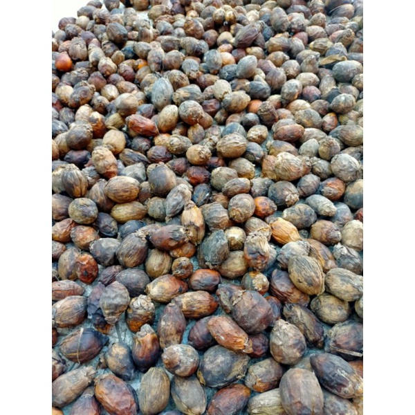 Buah Pinang Kering (1kg) | Shopee Malaysia