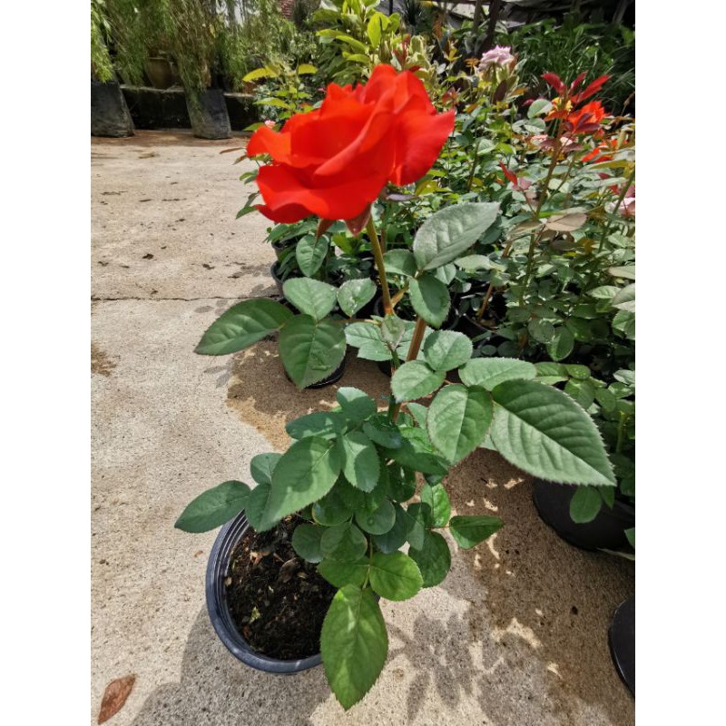 Pokok Ros Kampung 100% tahan panas dan berbunga | Shopee Malaysia