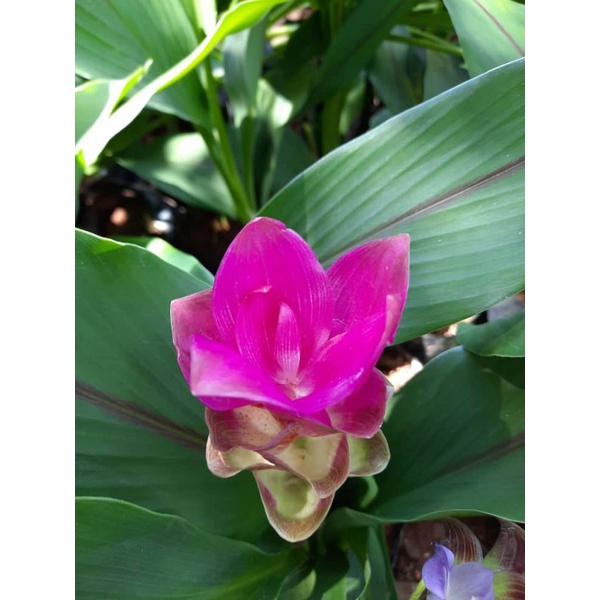 LAKU KERAS POKOK BUNGA TULIP SIAM BUNGA TAHAN LAMA(pos dgn polibag ...