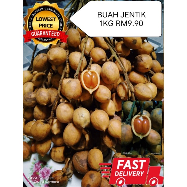 BUAH JENTIK MURAH 1KG | Shopee Malaysia