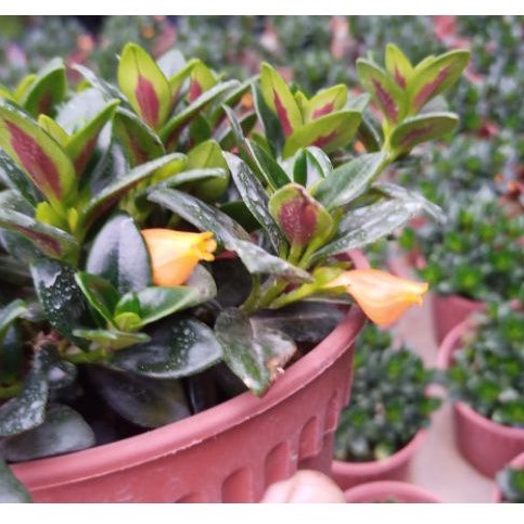 Anak Pokok Bunga Ikan Emas Cantik Pokok Ikan Mas Gold Fish Live Plant ...