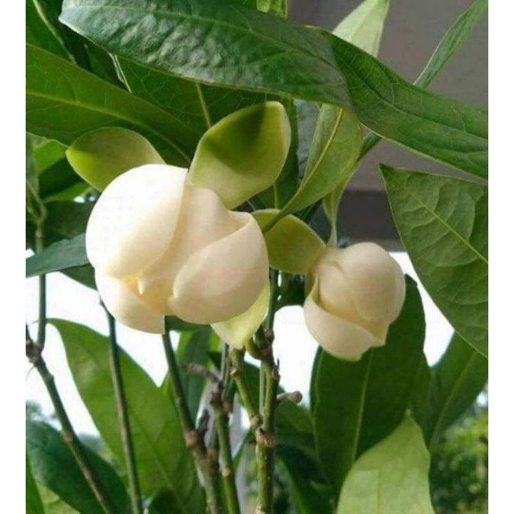 Pokok Bunga Cempaka Telur | Shopee Malaysia