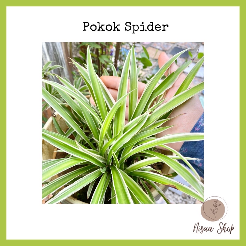POKOK SPIDER PLANT CANTIK, MURAH, LIMITED EDITION (anak pokok ...
