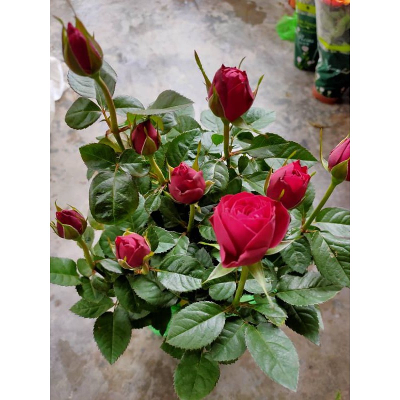 Pokok Bunga Ros hidup. (Rose plants) | Shopee Malaysia