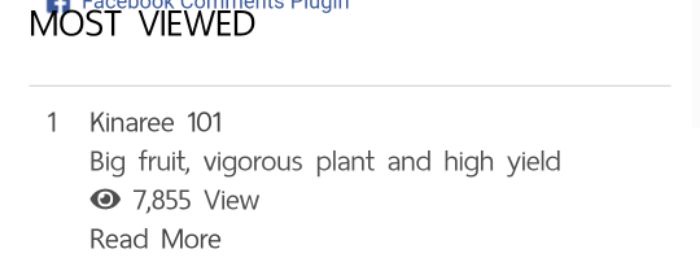 3 biji benih TEMBIKAI KINAREE 101 watermelon seeds repacked | Shopee ...