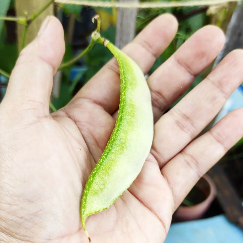 5 pcs benih kacang sepat kuning/hyacinth bean seed benih sayur murah ...