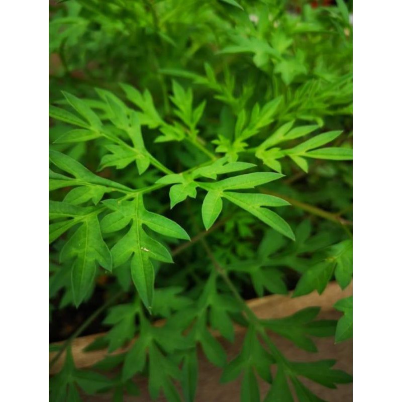 👍 30 biji benih ulam raja /cosmos caudatus vegetables seeds | Shopee ...