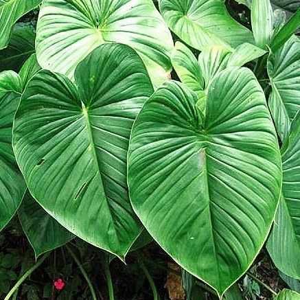 MF - Kemoyang / Keladi / Real Live Plant /Aroid / pokok hidup ...