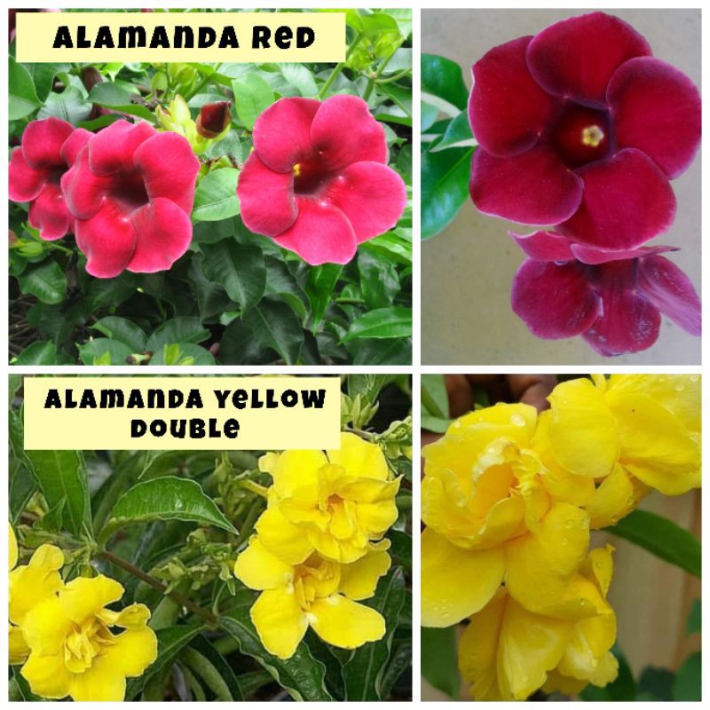 Pokok Alamanda selapis berlapis double merah kuning krim cream soft ...