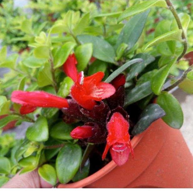 Anak Pokok Bunga Lipstik Cantik Red Lipstick Flower Plants Live Plant ...