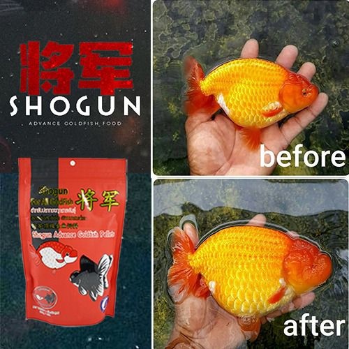 (Ready Stock) Shogun Advance Gold Fish Pellets Fish Food for Gold fish ...