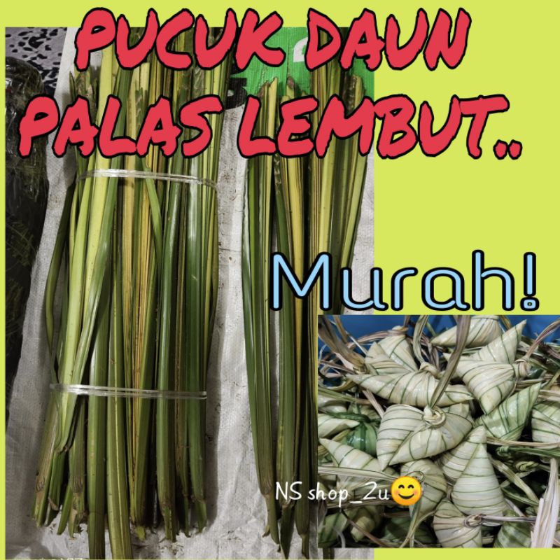 DAUN PUCUK PALAS Lembut-Ketupat Palas (1 btg pucuk palas) | Shopee Malaysia