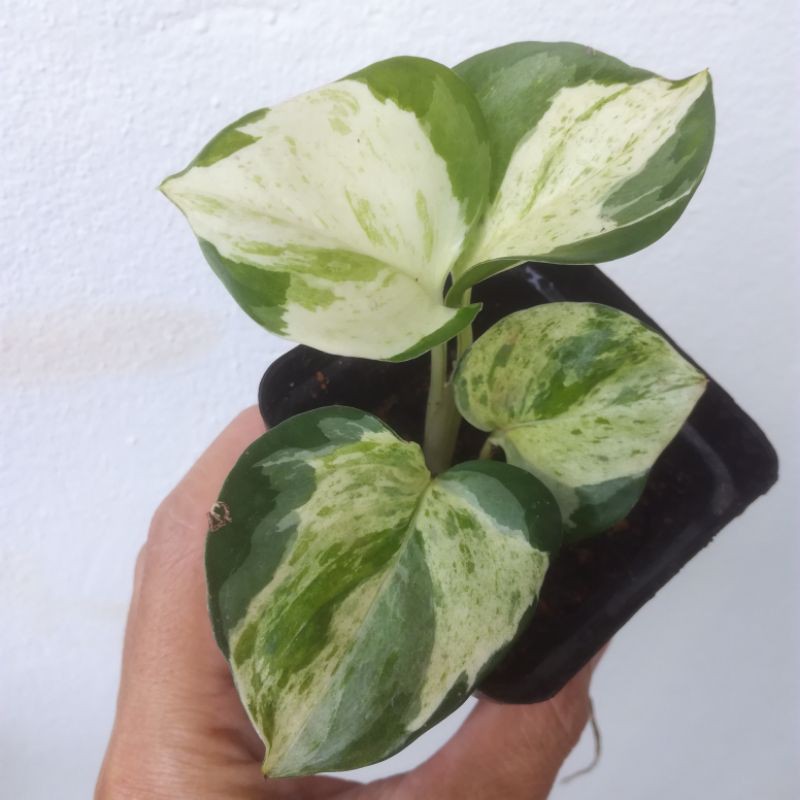 Manjula pothos/Pothos manjula/Pothos/Manjula/Money plant | Shopee Malaysia
