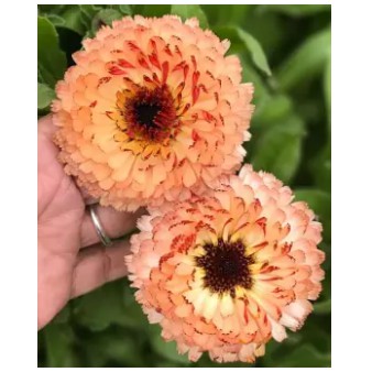EDIBLE Calendula Pink Surprise seeds (Calendula Officinalis Pink ...