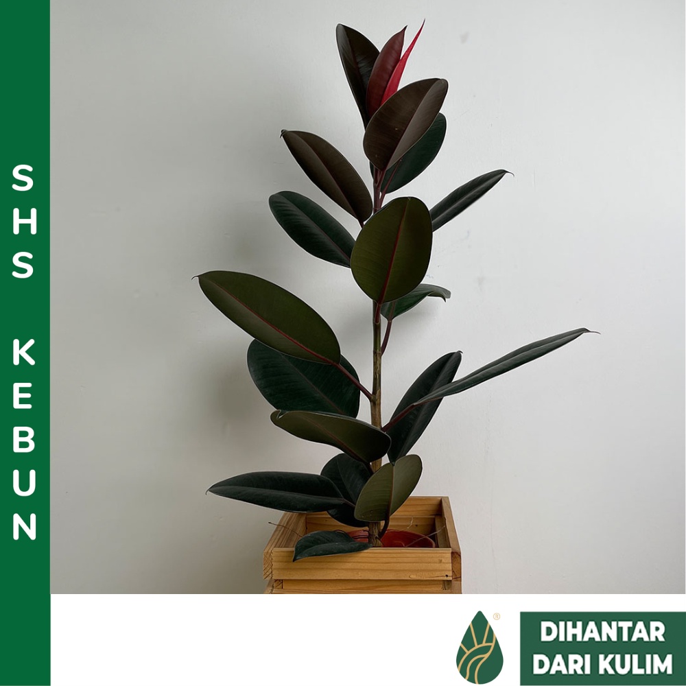 Pokok Ficus Elastica Rubber Plant 印度榕/橡胶榕/活植物 Live Plant Indoor Plants ...