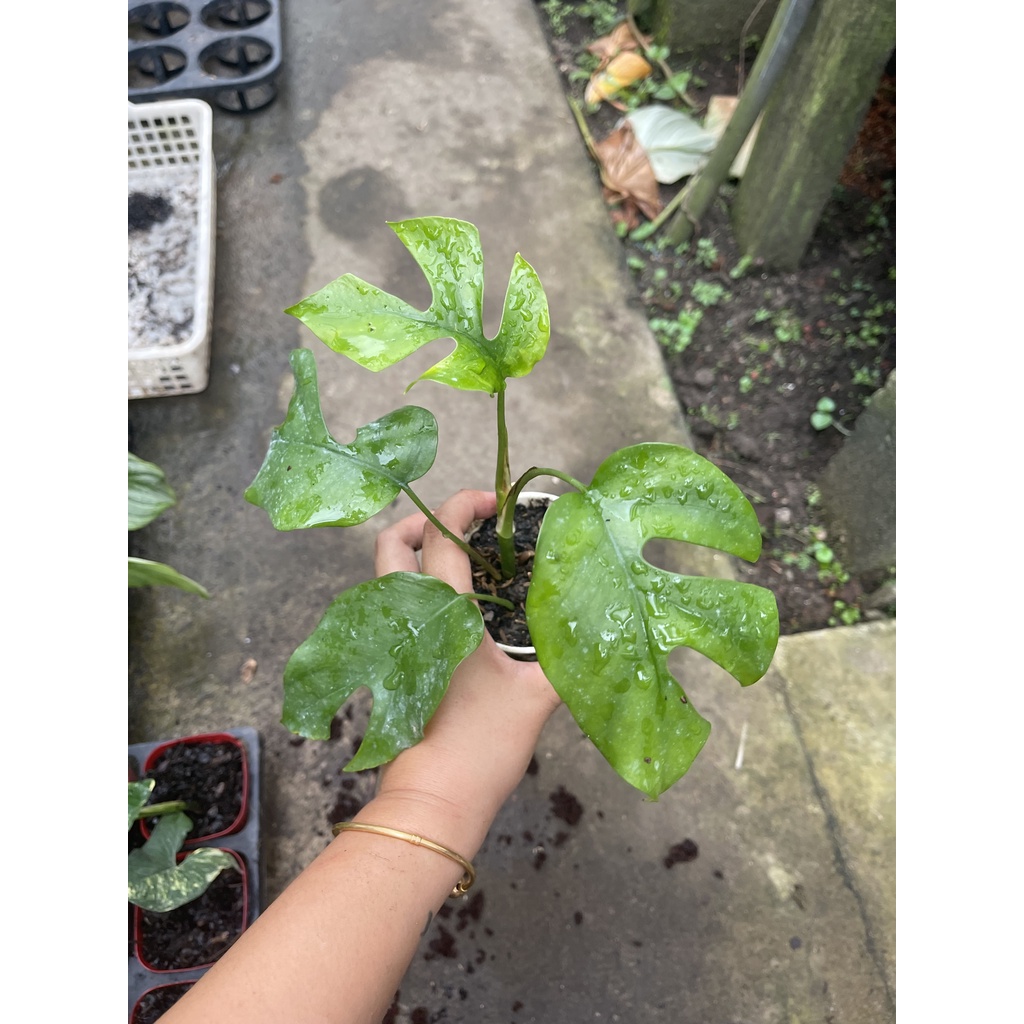 RAPHIODORA PERTUSA BUDGET CUtTIng Mini Monstera | Shopee Malaysia