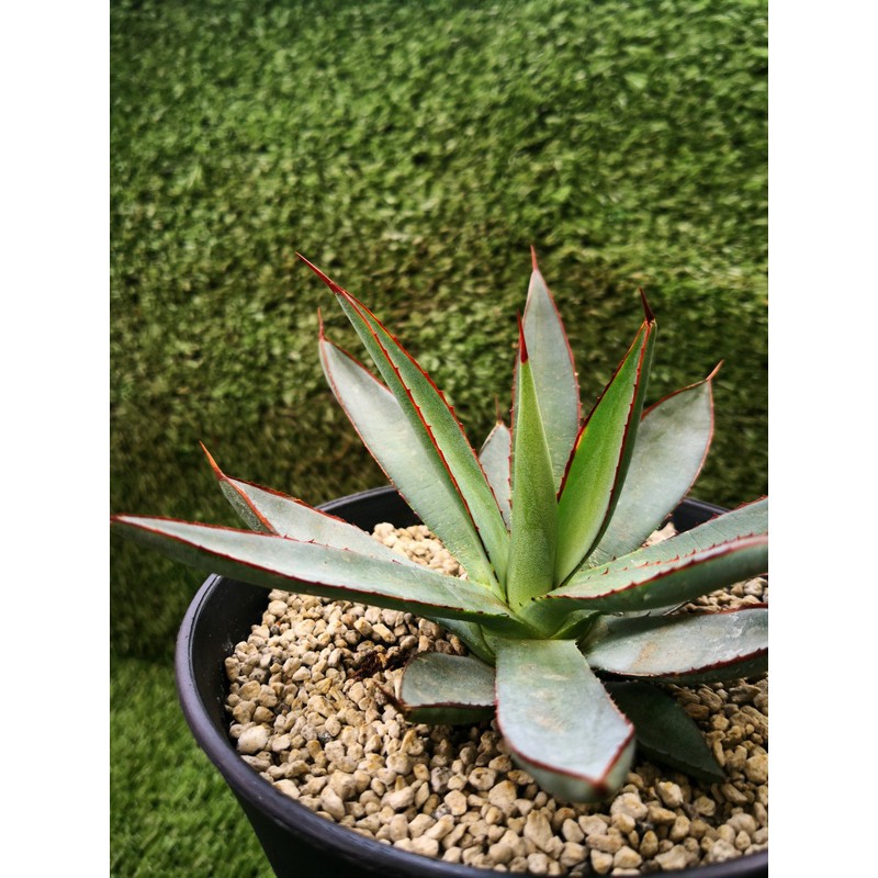 Agave Burnt Burgundy 泷雷 龙舌兰 POT SIZE 13.5CM | Shopee Malaysia