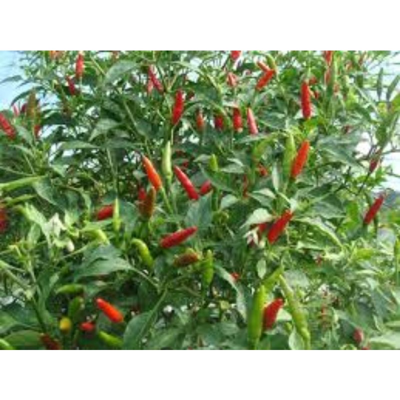 Pokok Cili Api Pasu Berbuah Lebatt.. | Shopee Malaysia