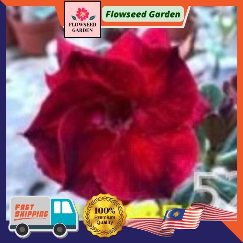 1 Biji - Bunga kemboja benih fresh seed / Adenium seeds/ 富贵花种子 沙漠玫瑰种子 花 ...