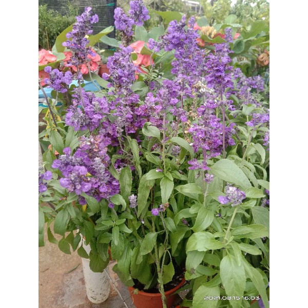 Pokok Bunga Salvia Purple | Shopee Malaysia